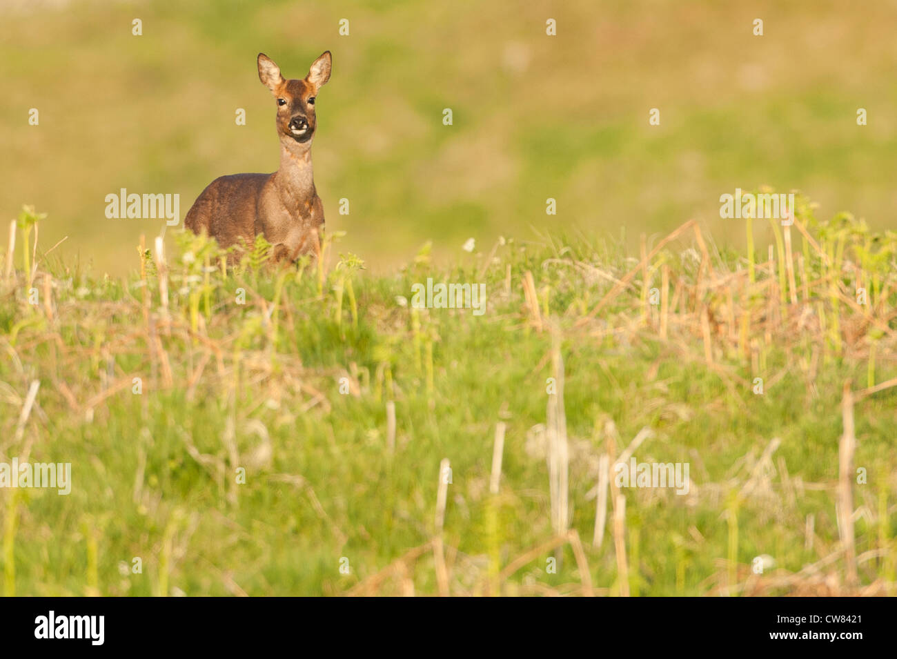 Scotland roe deer doe hi-res stock photography and images - Alamy