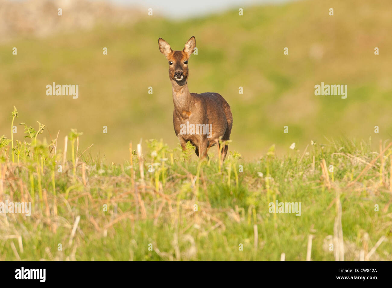 Roe deer uk hi-res stock photography and images - Alamy