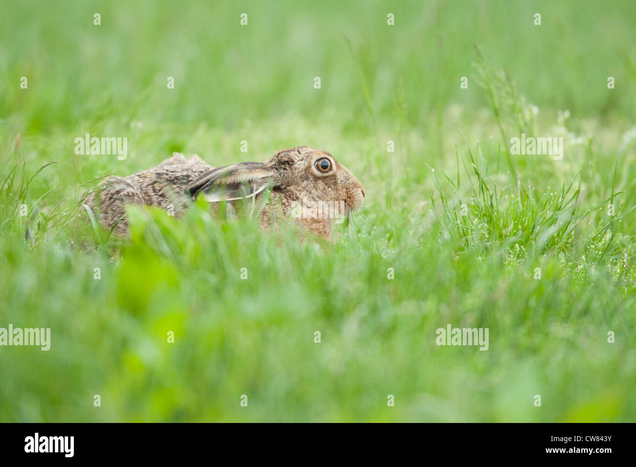 A European Brown Hare hiding in a field, Scotland Stock Photo - Alamy