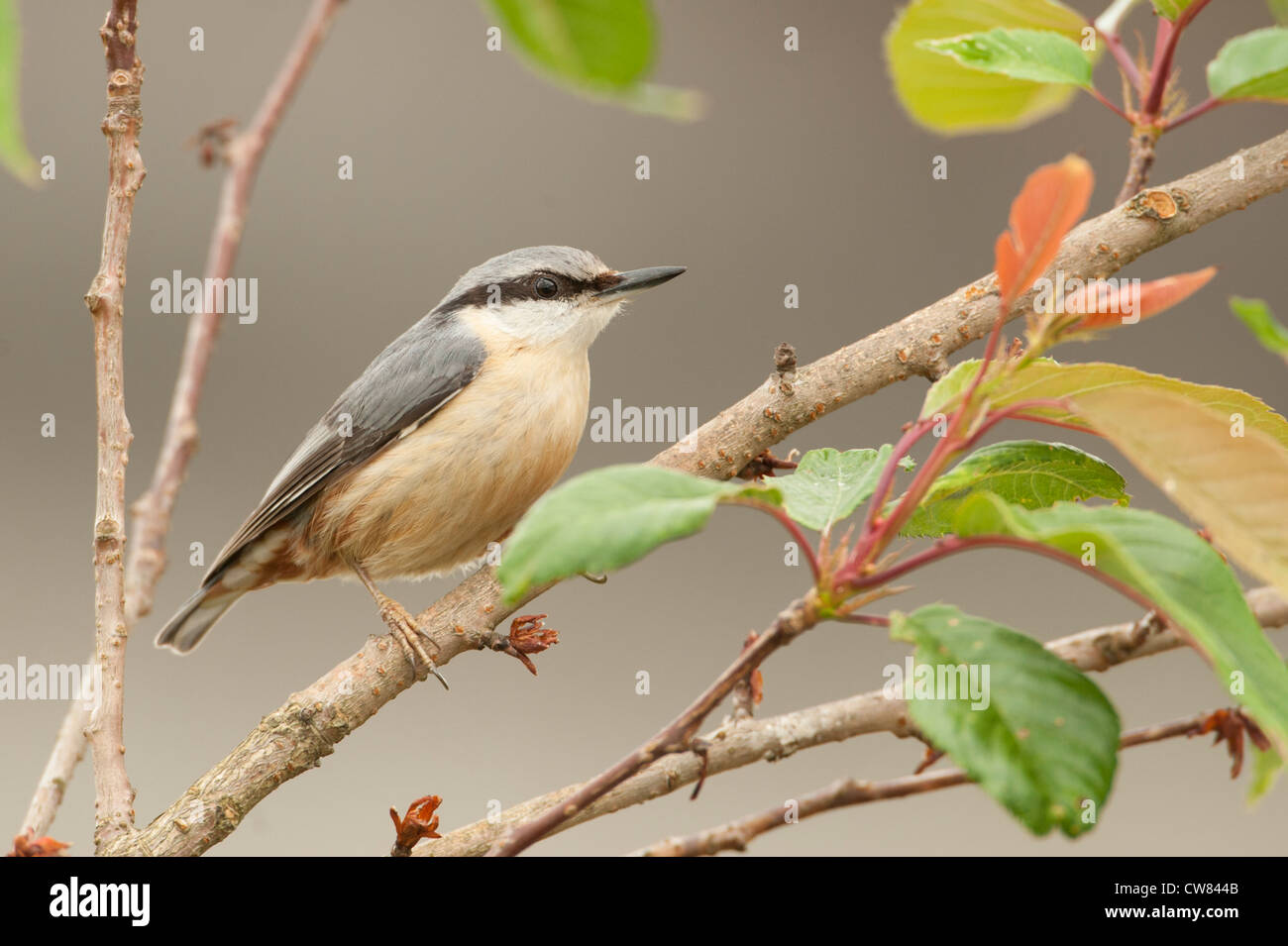 This male Nuthatch was photographed on a Cherry Tree in my parents ...