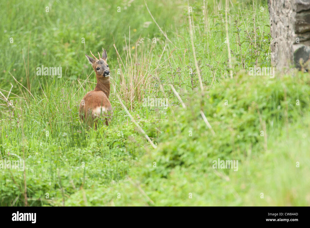 A Roe Buck by a stone wall in Scotland Stock Photo - Alamy