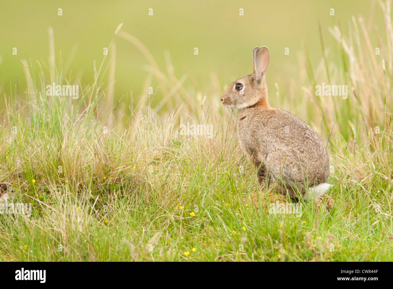Rabbit hunting scotland hi-res stock photography and images - Alamy