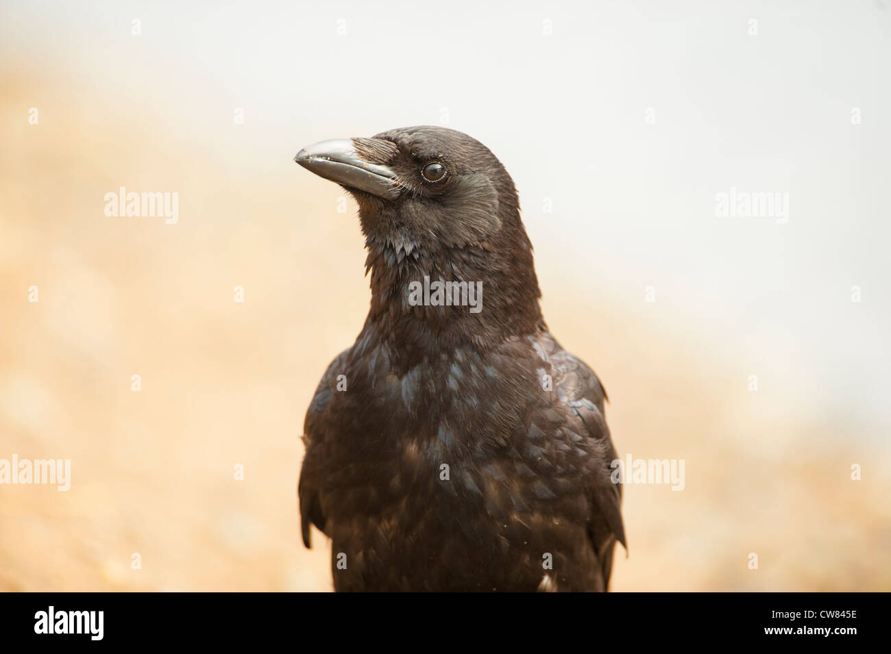 Scavenger crow hi-res stock photography and images - Alamy