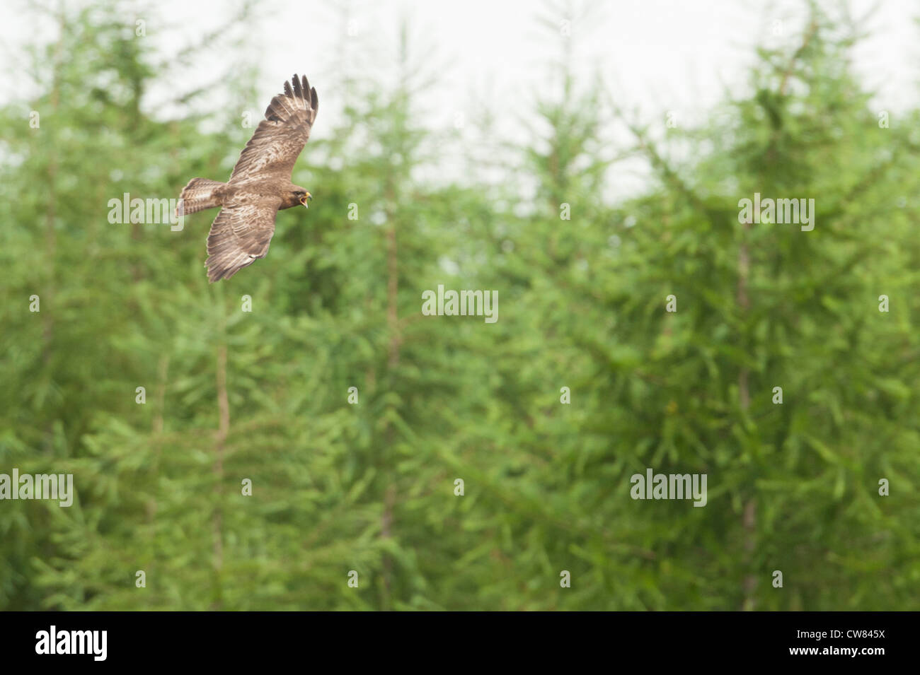 Buzzard scotland hi-res stock photography and images - Alamy