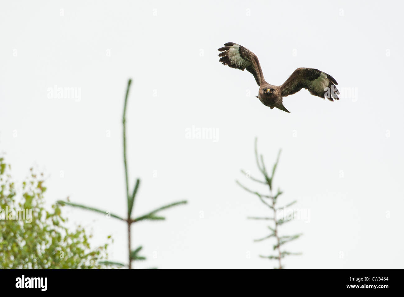 Buzzard scotland hi-res stock photography and images - Alamy