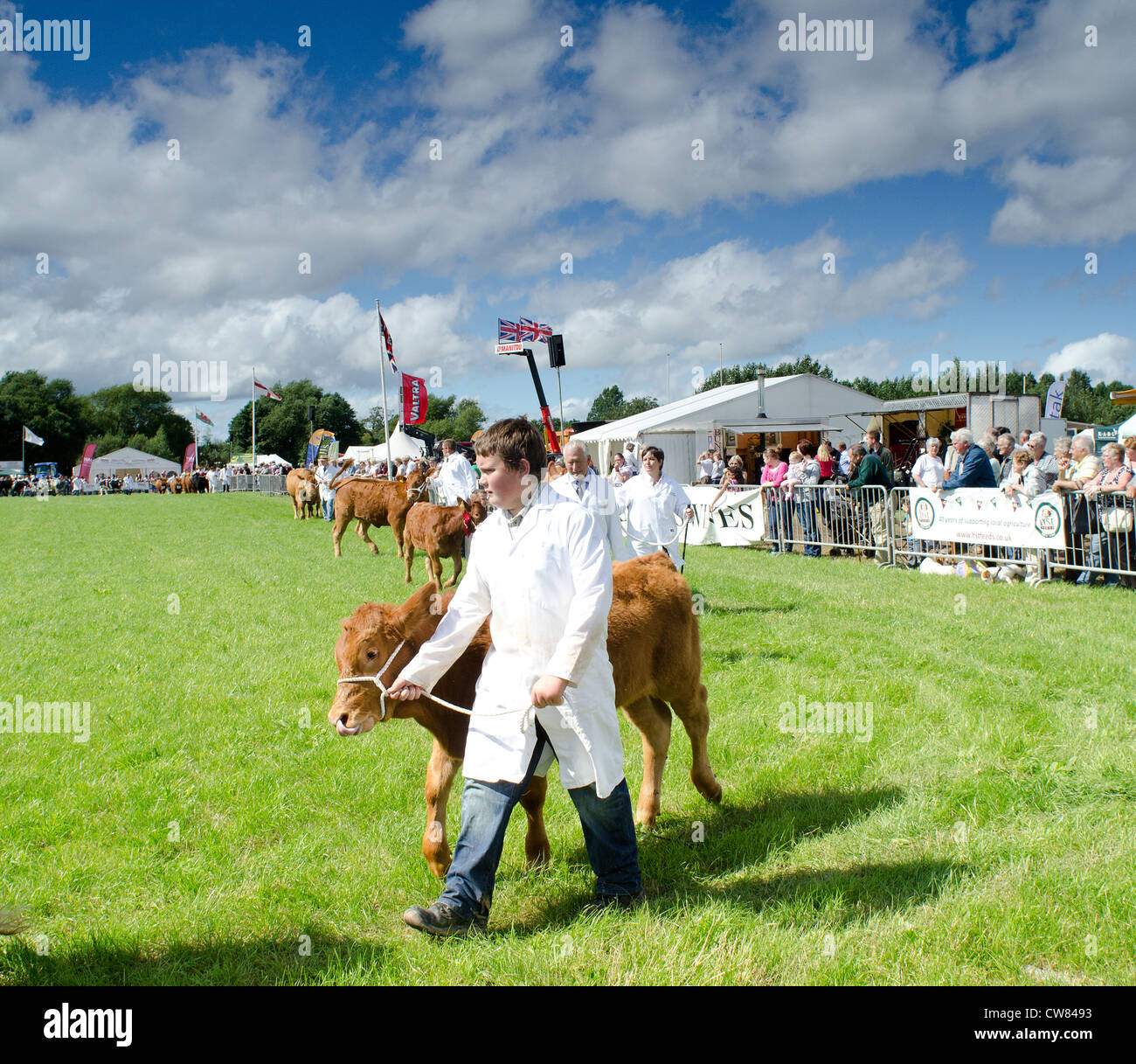 Farmers showing bulls hi-res stock photography and images - Alamy