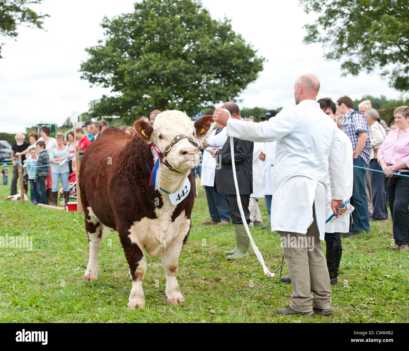 Farmers showing bulls hi-res stock photography and images - Alamy