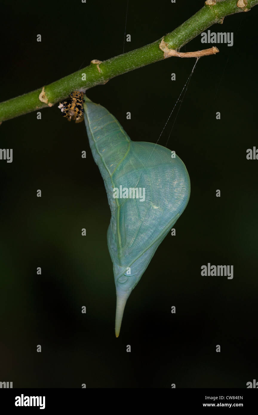A pupa of the Orange-barred Sulphur butterfly Stock Photo - Alamy