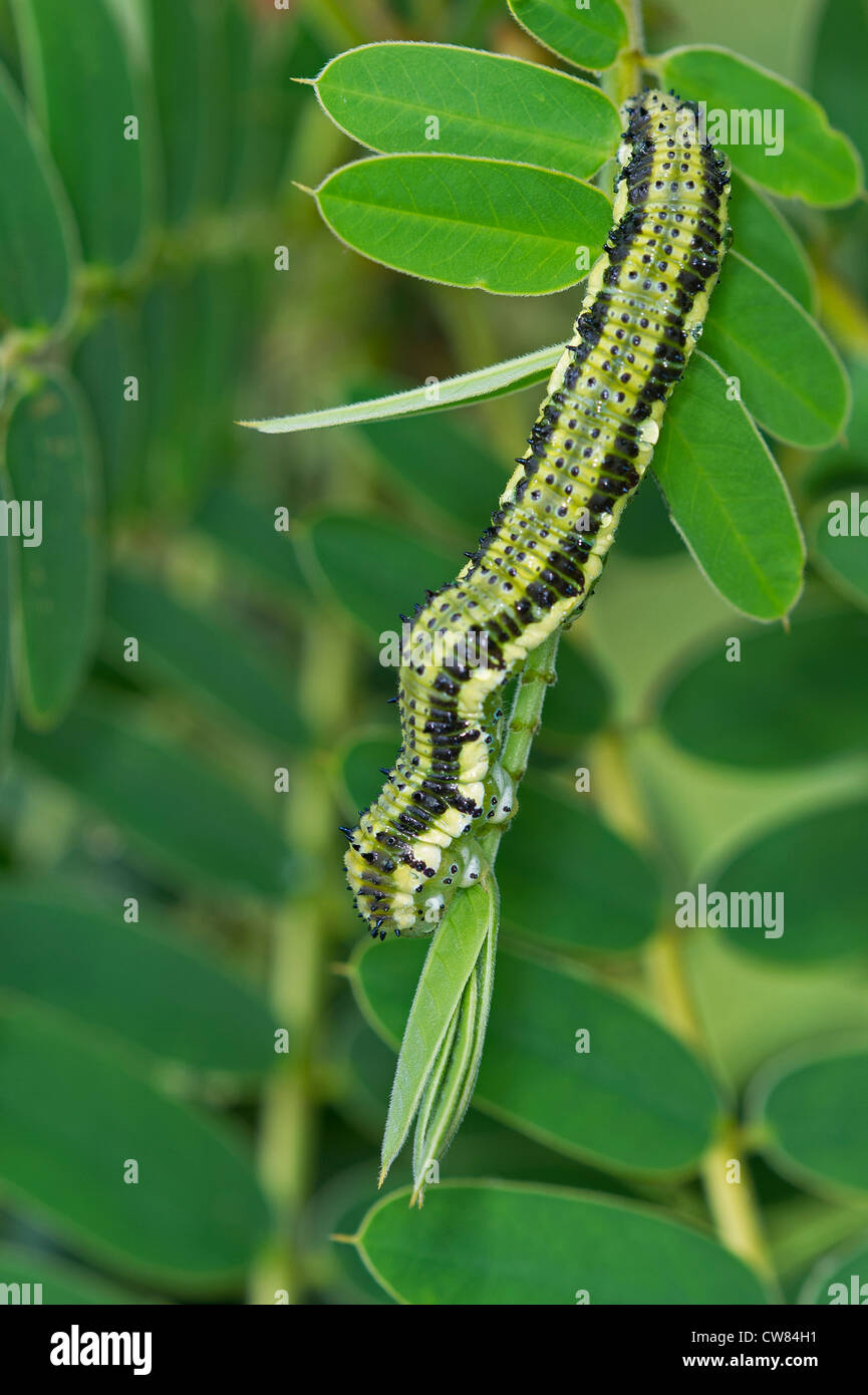 An Orange-barred butterfly larva Stock Photo - Alamy