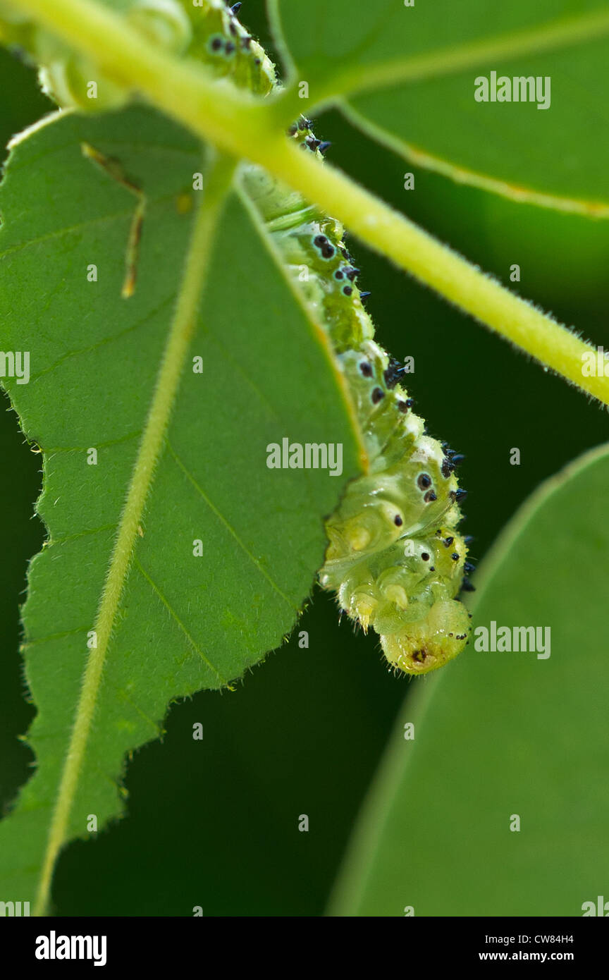 An Orange-barred butterfly larva Stock Photo - Alamy