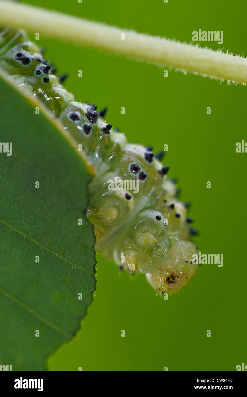 An Orange-barred butterfly larva Stock Photo - Alamy