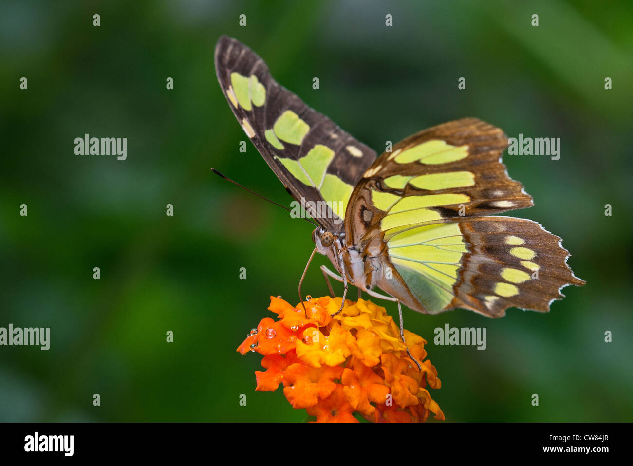 A Malachite butterfly on a Spanish Flag plant Stock Photo - Alamy