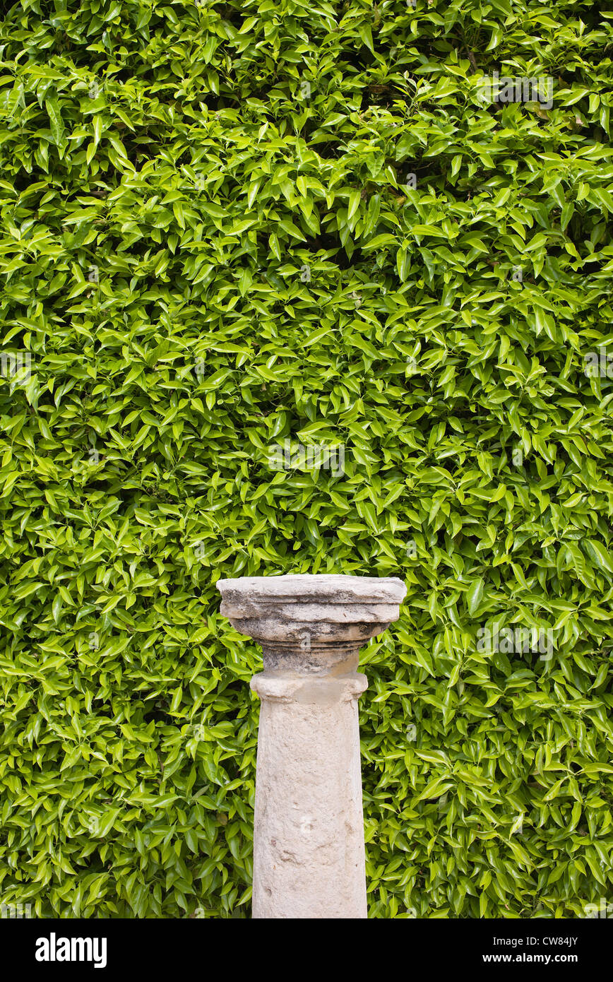 Column pedestal in front of a hedge, lush, green living wall of leaves ...