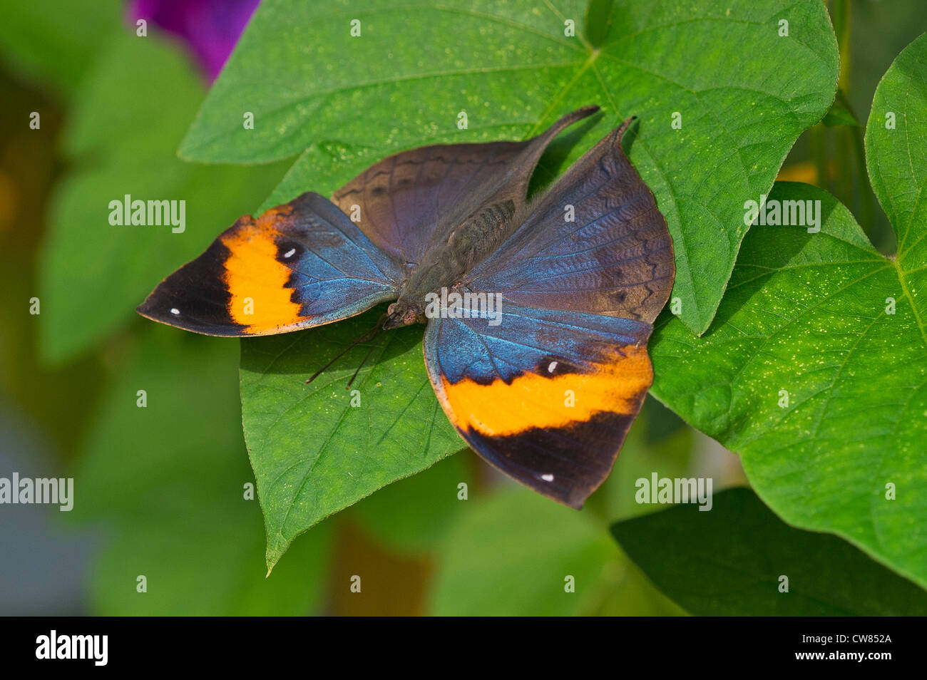 An adult Indian Leafwing butterfly Stock Photo - Alamy