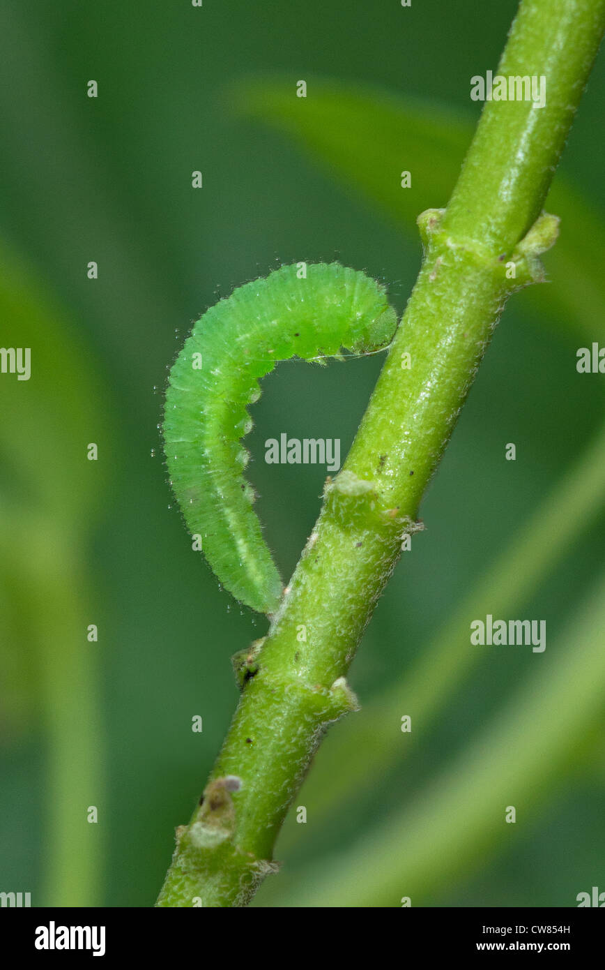 A pupating larva of the Wood White butterfly Stock Photo - Alamy