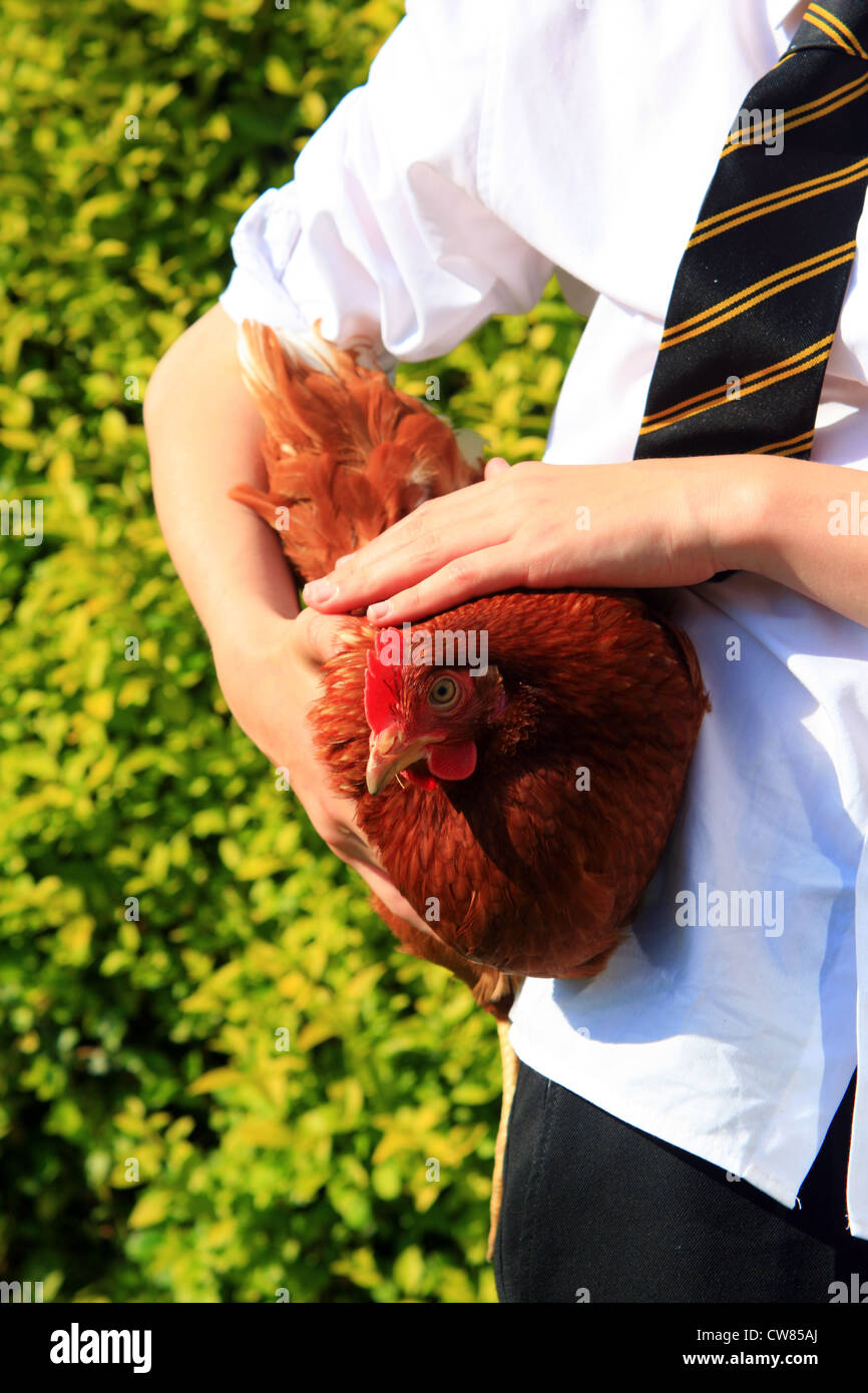 hybrid chicken under the arm of a boy Stock Photo - Alamy