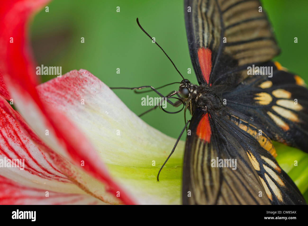 Great mormon swallowtail hi-res stock photography and images - Alamy