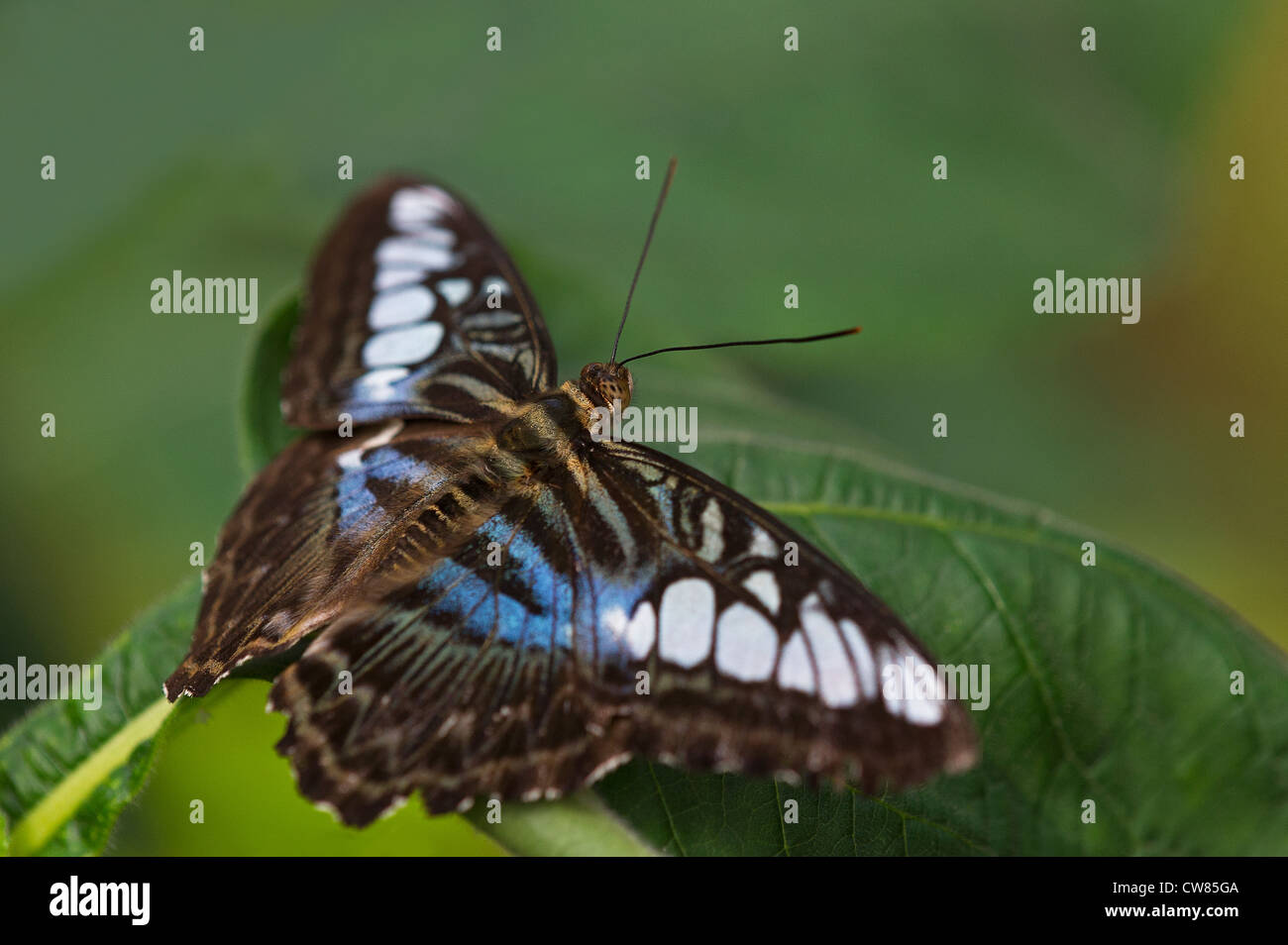 A Clipper butterfly at rest Stock Photo - Alamy