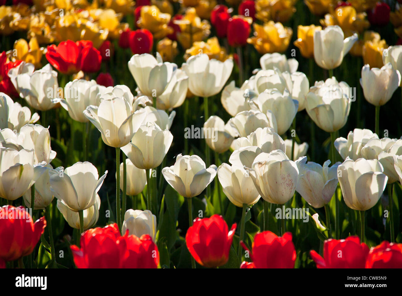 Colorful tulips background in back light like background Stock Photo ...