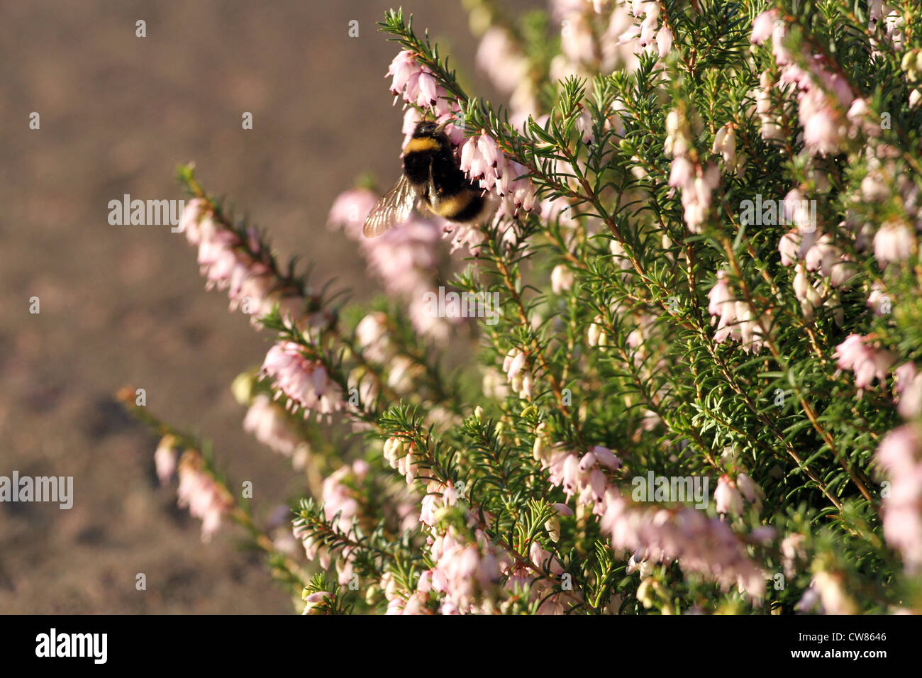 Bumble Bee in the Heather Stock Photo - Alamy