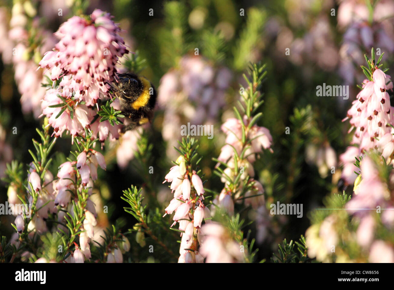 Bumble Bee in the Heather Stock Photo - Alamy