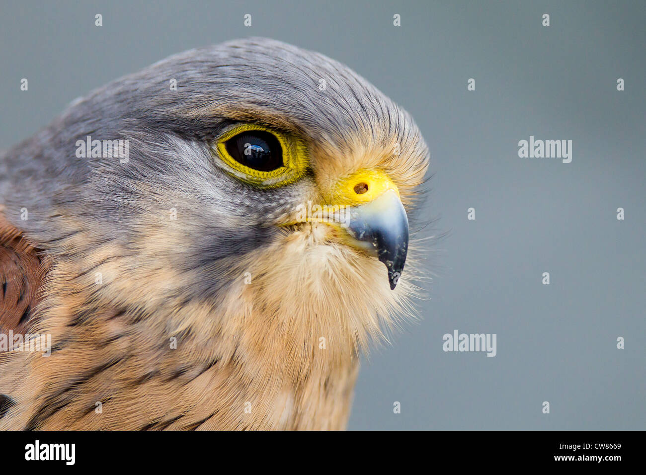Common kestrel female hi-res stock photography and images - Alamy