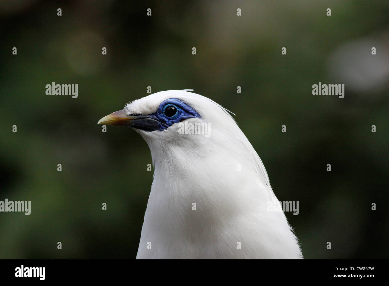 Asian bird hi-res stock photography and images - Alamy
