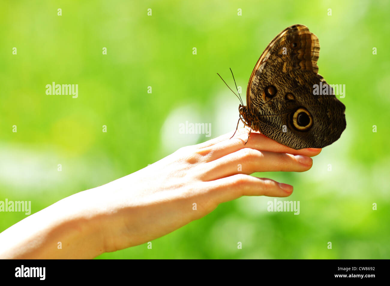 butterfly on a female hand close up Stock Photo - Alamy