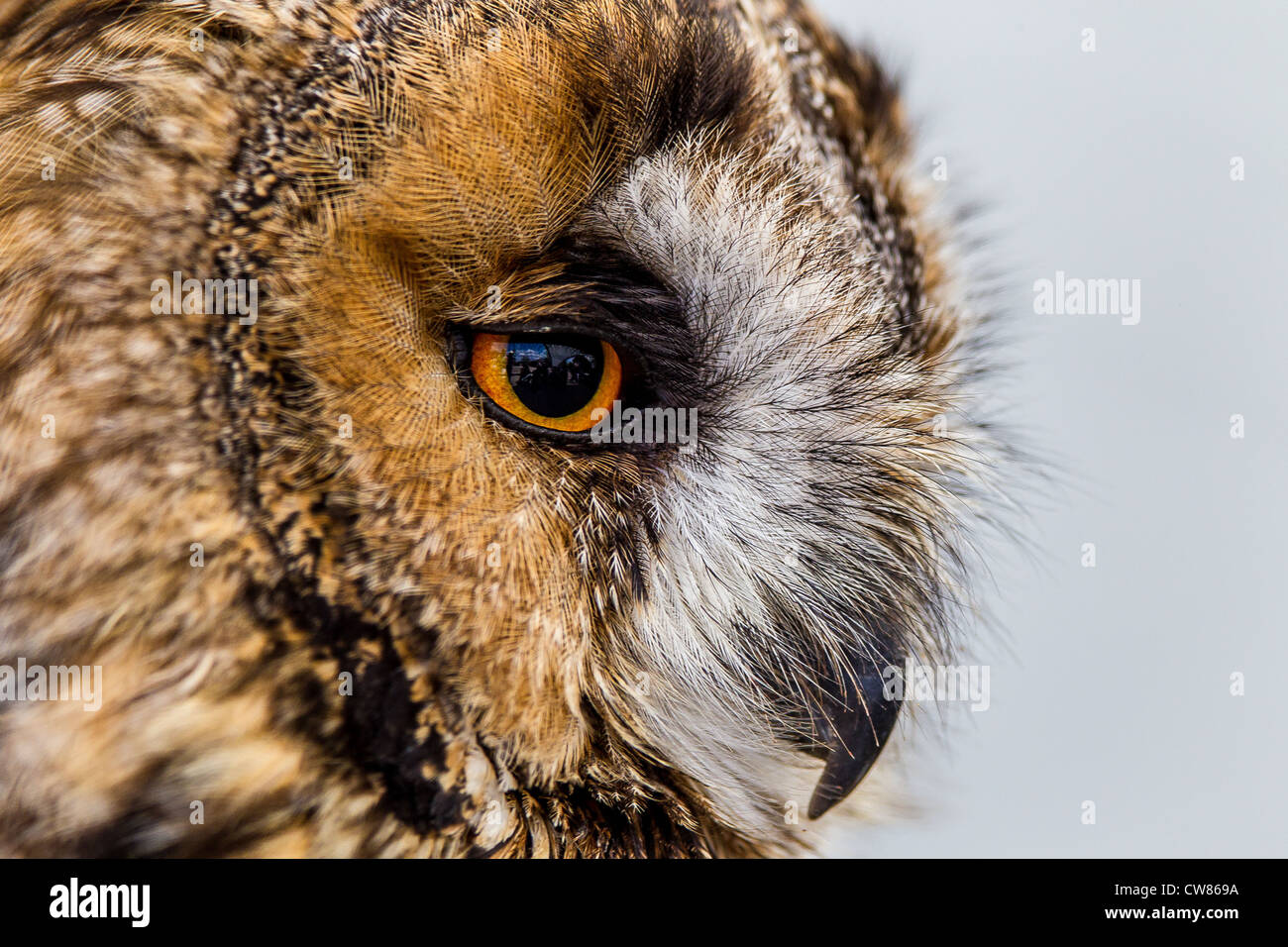 Cut otus hi-res stock photography and images - Alamy