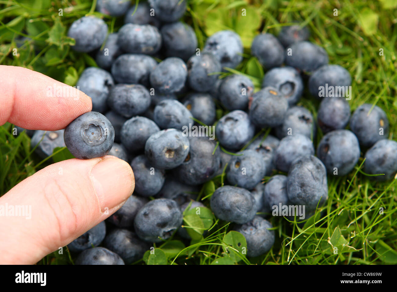 a blueberry being held between a finger and thumb with blueberries on ...