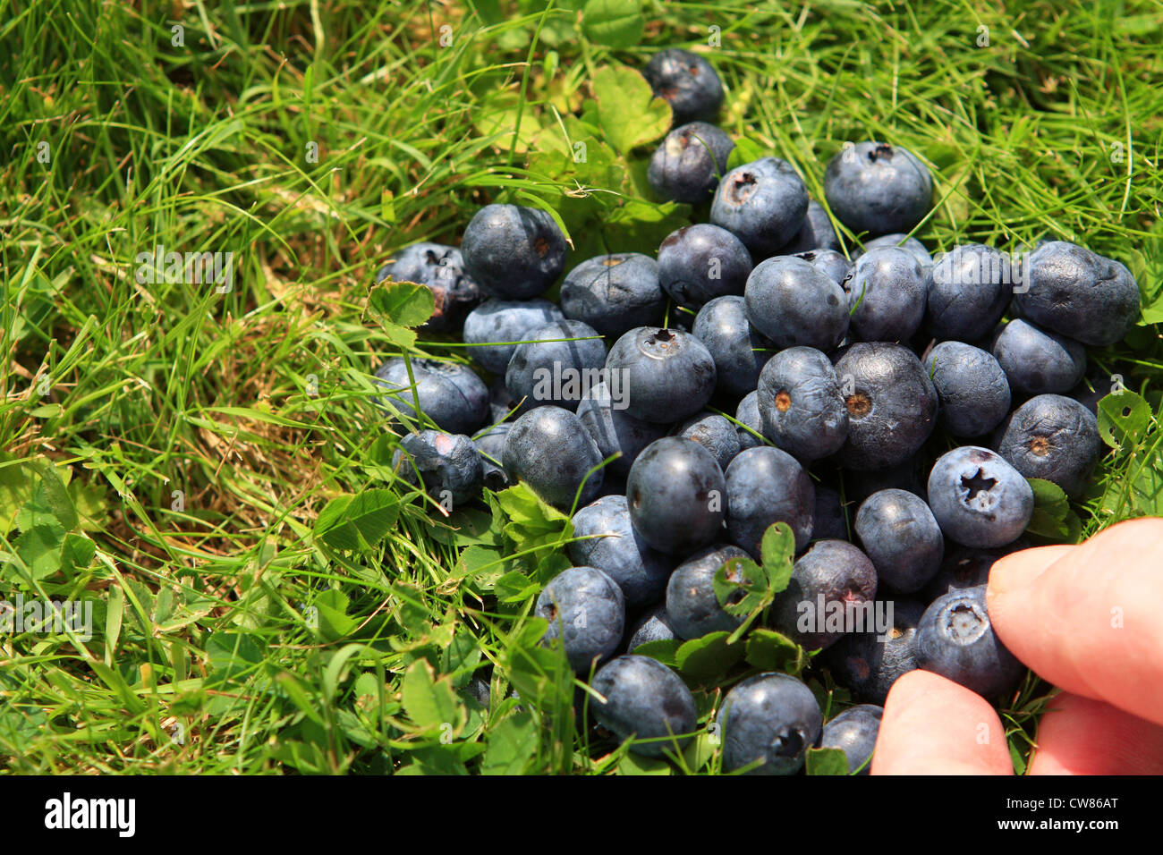 Between my finger and my thumb hi-res stock photography and images - Alamy