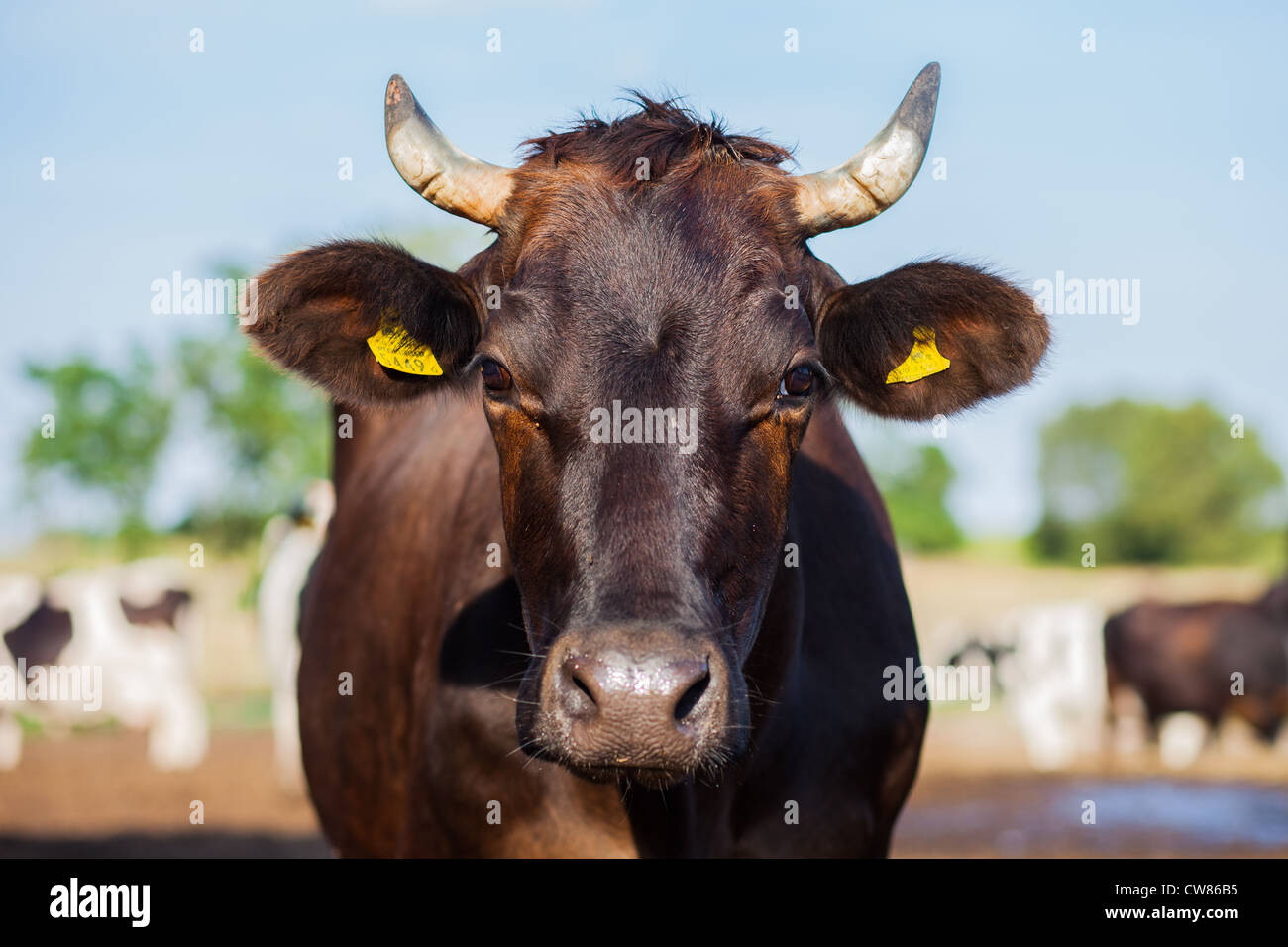 Polish farm hi-res stock photography and images - Alamy