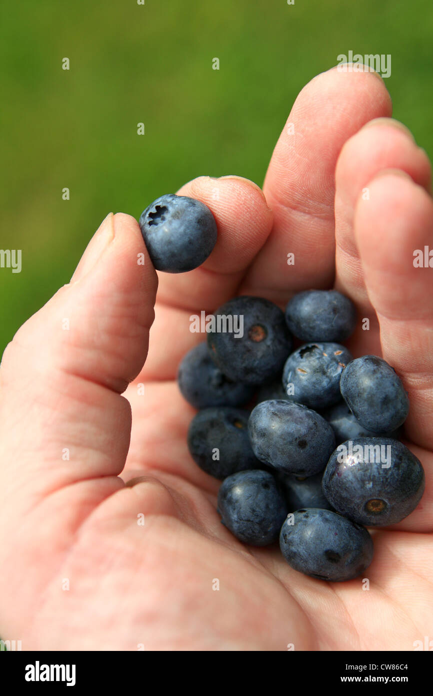 One blueberry hi-res stock photography and images - Alamy