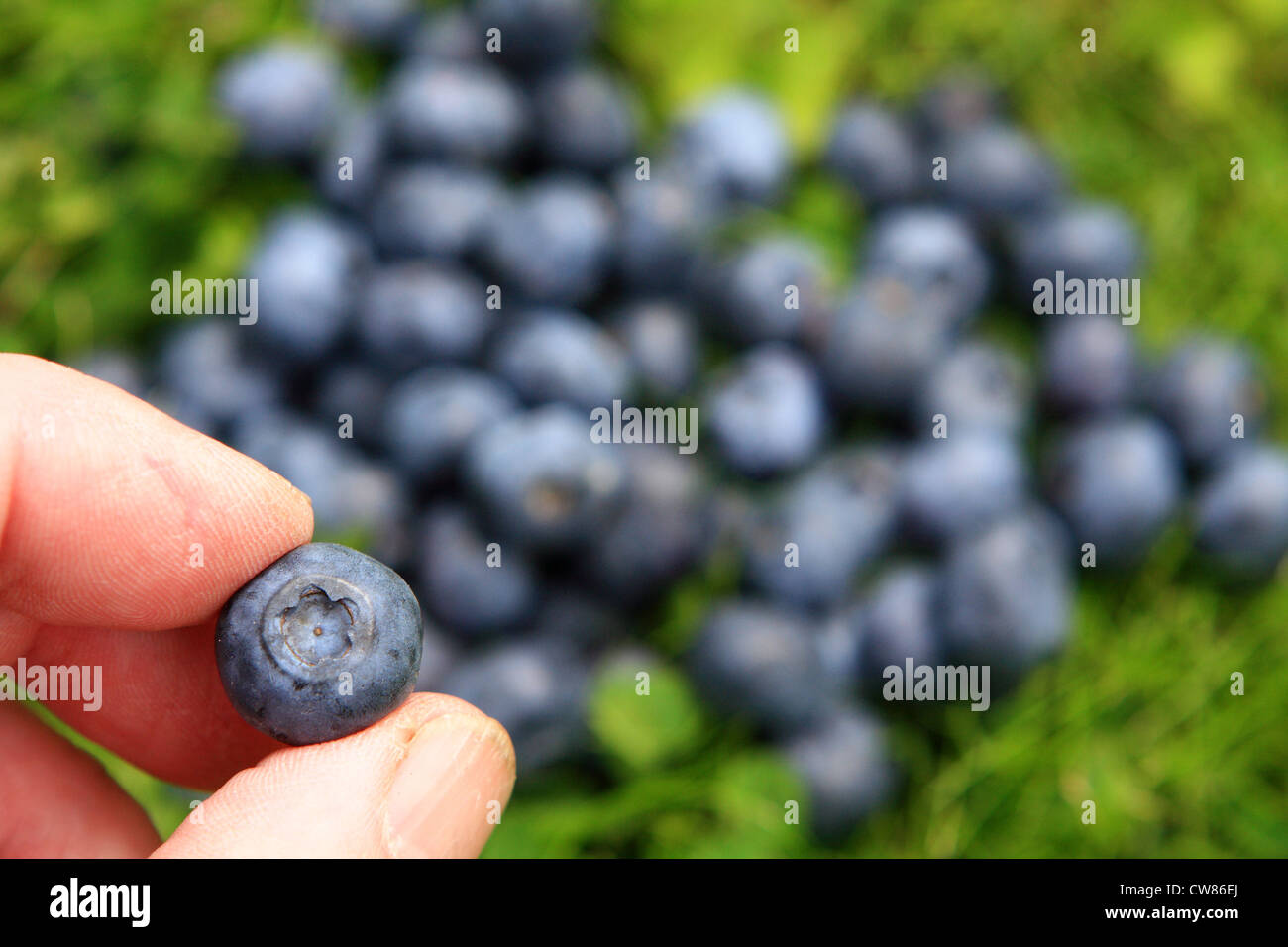 a blueberry being held between a finger and thumb with blueberries on ...