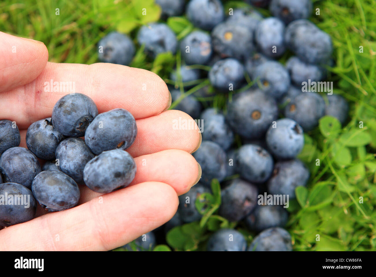 a hand holding blueberries with blueberries on grass in the background ...