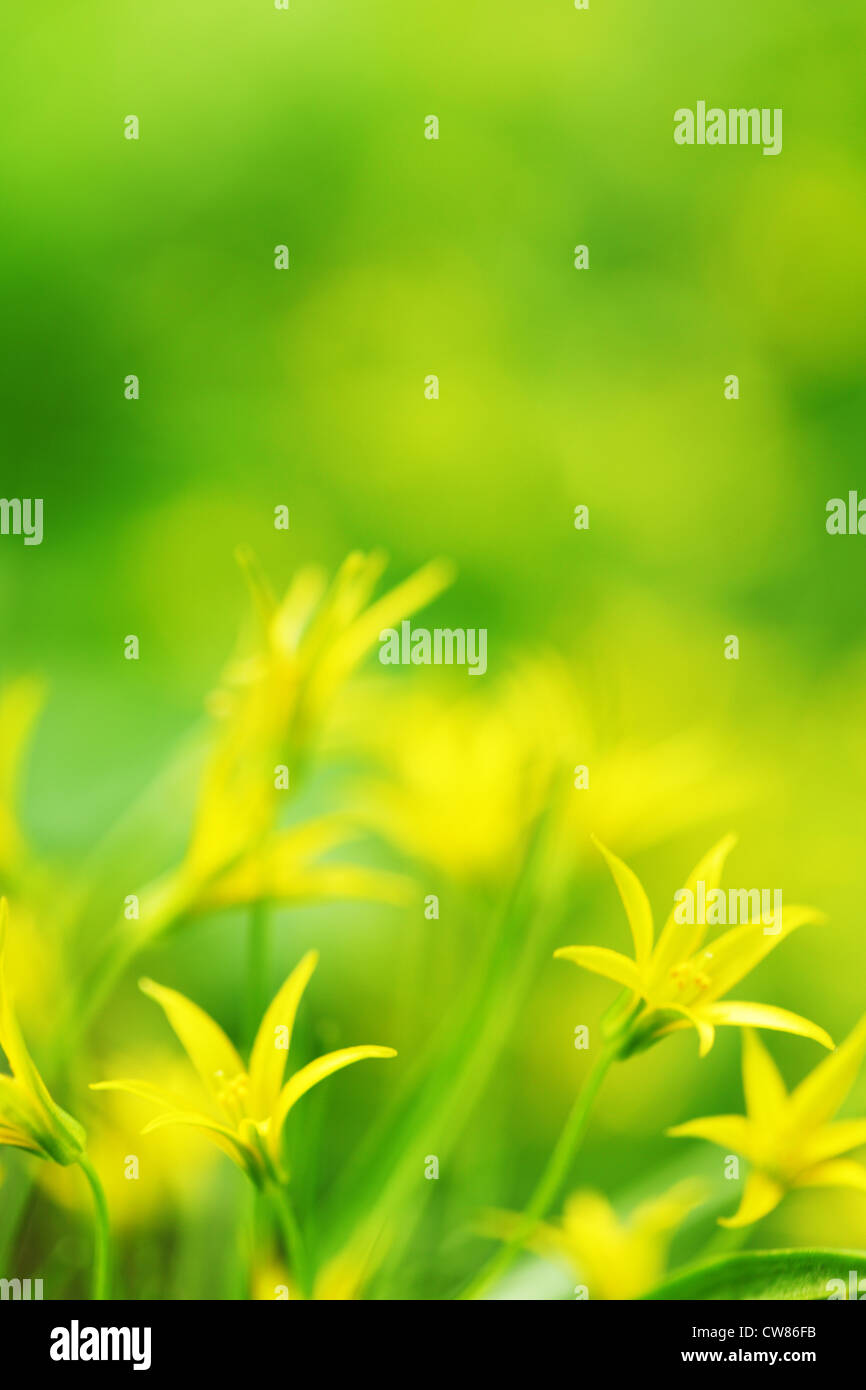 yellow spring flowers macro close up Stock Photo - Alamy