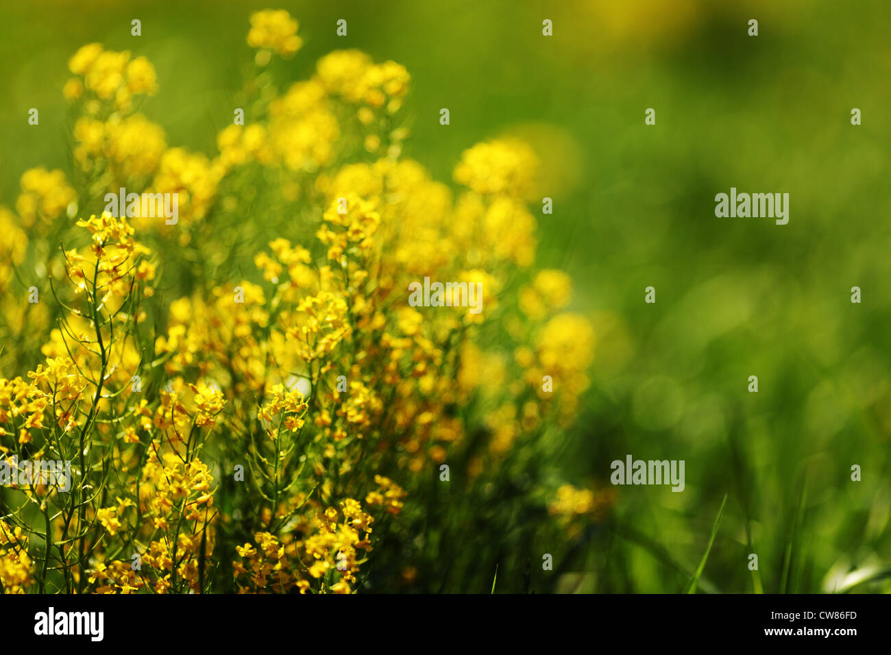 yellow spring flowers macro close up Stock Photo - Alamy