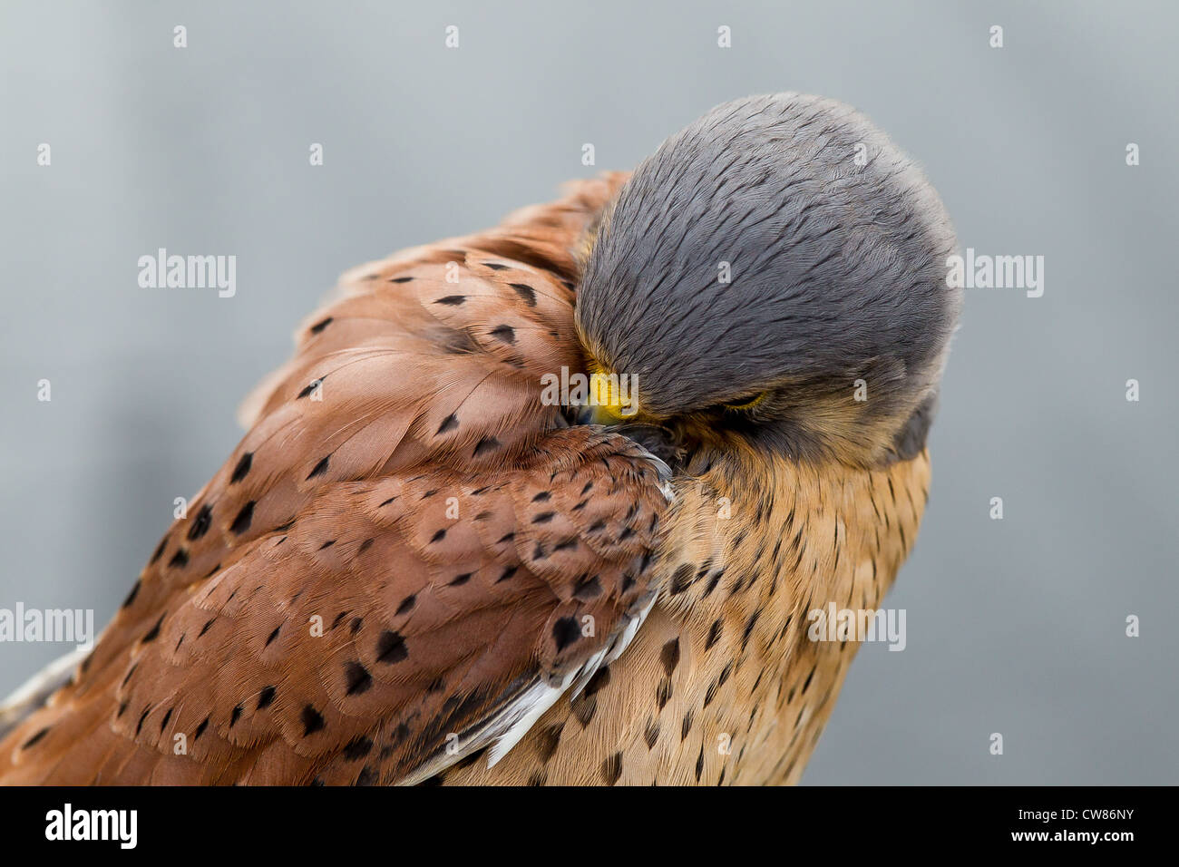Detailed kestrel hi-res stock photography and images - Alamy