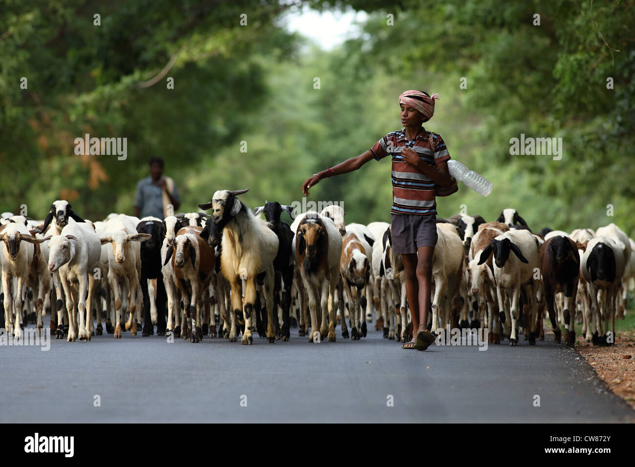 Young shepherd boy with goats on the road Andhra Pradesh South India ...