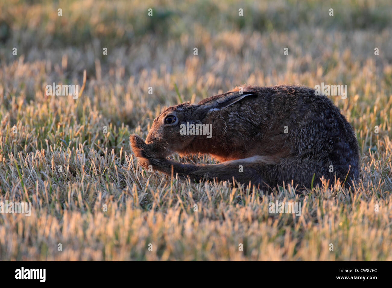 hare in the morning Stock Photo - Alamy