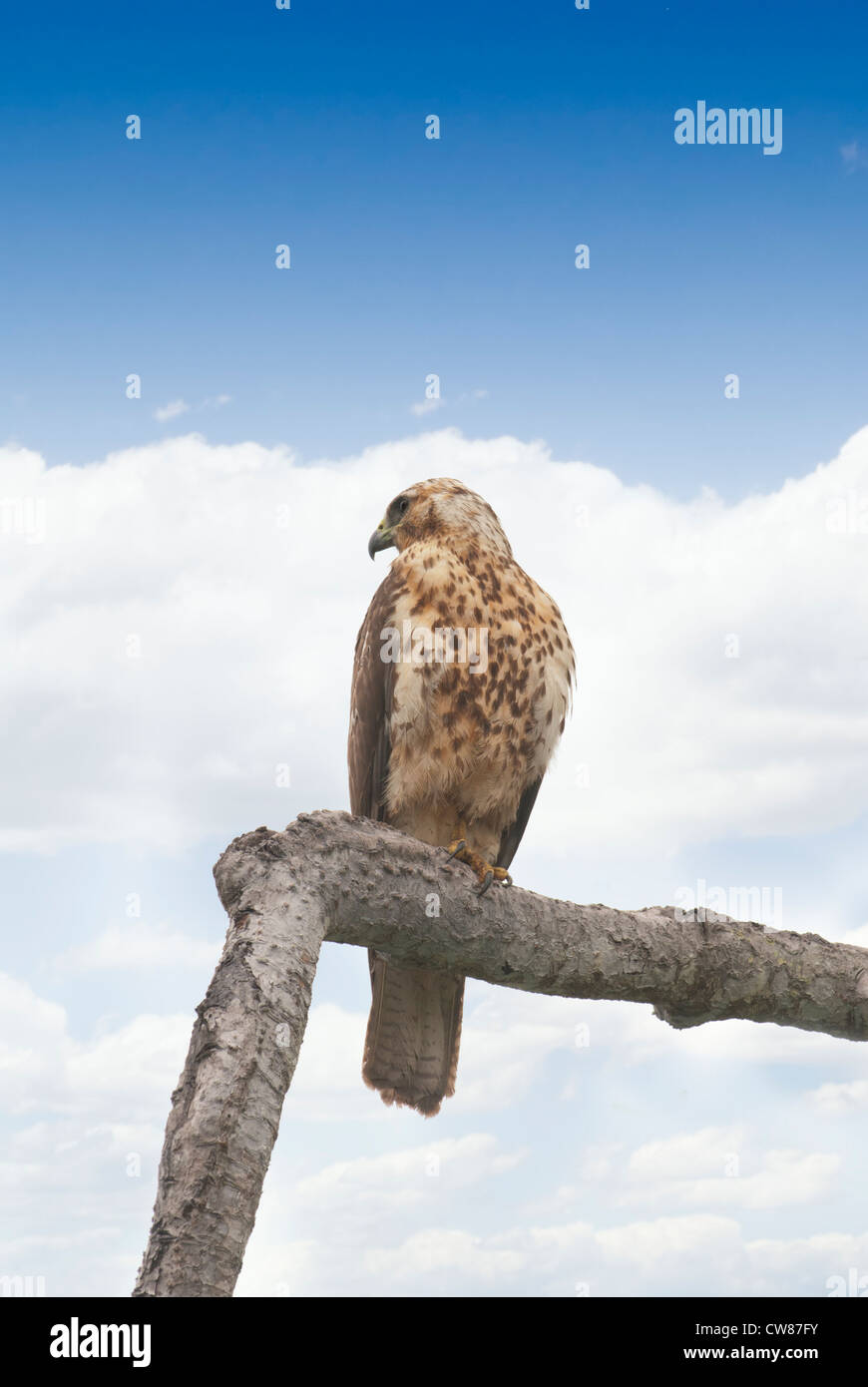 Galapagos Hawk--Isabela Island Stock Photo - Alamy