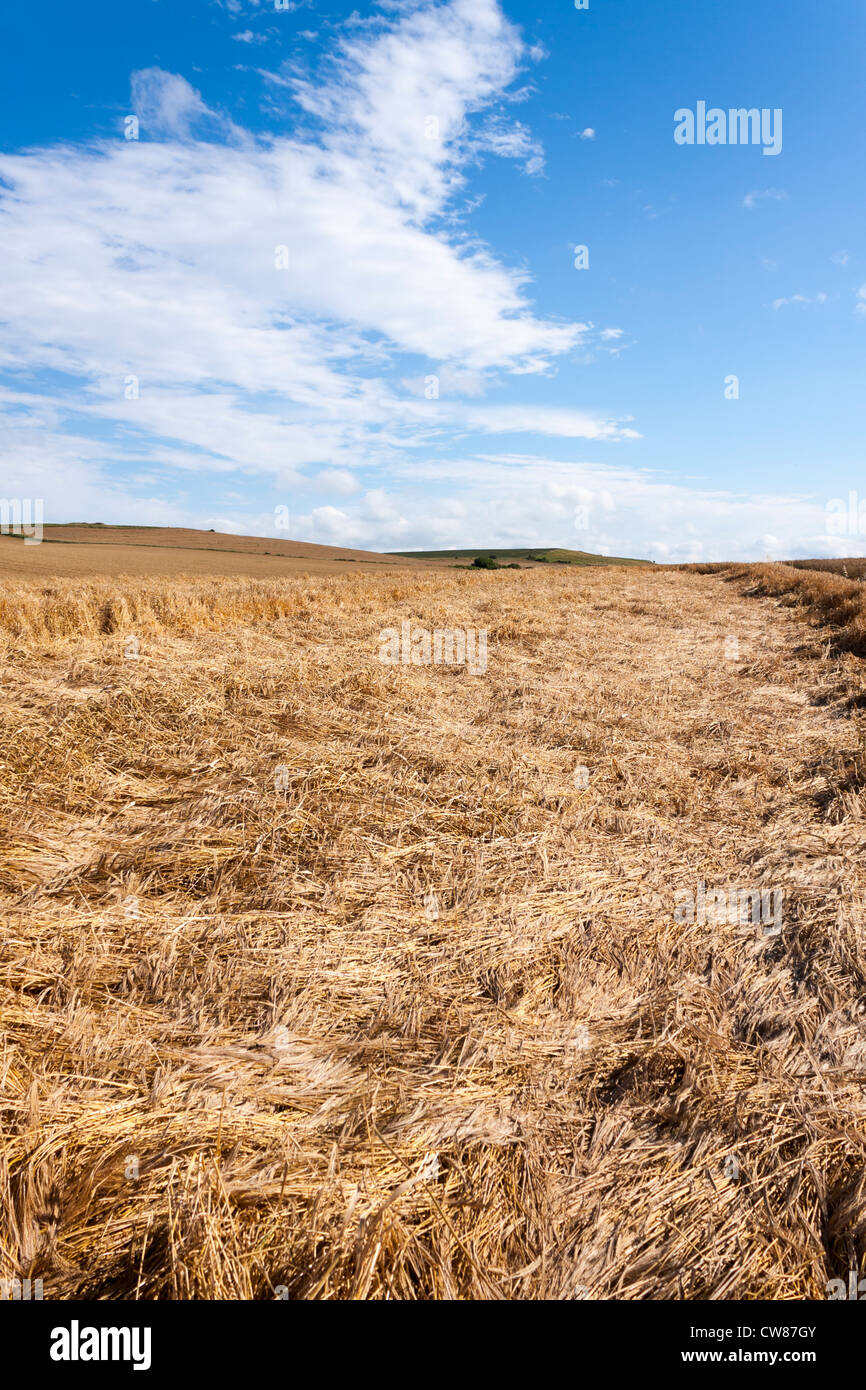 Ruined crops laid down by heavy rain and wind Stock Photo - Alamy