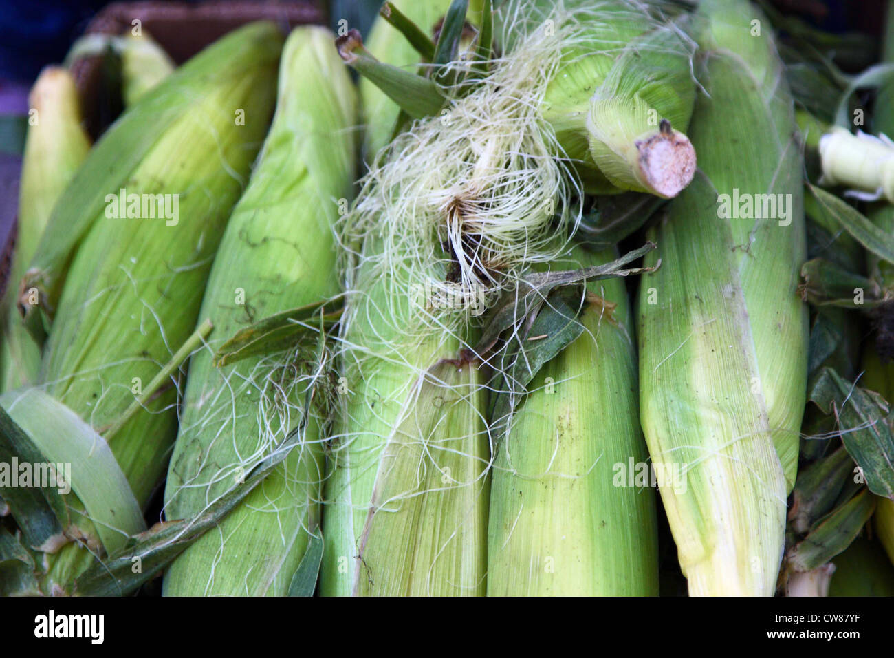 Corn waiting to be cooked Stock Photo - Alamy