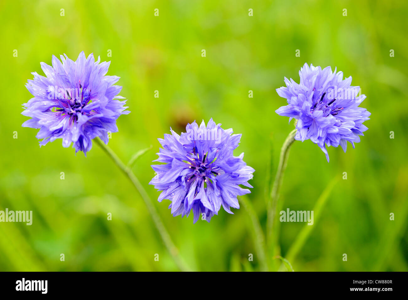 Cornflower, centaurea cyanus, close up of three flower heads, England ...