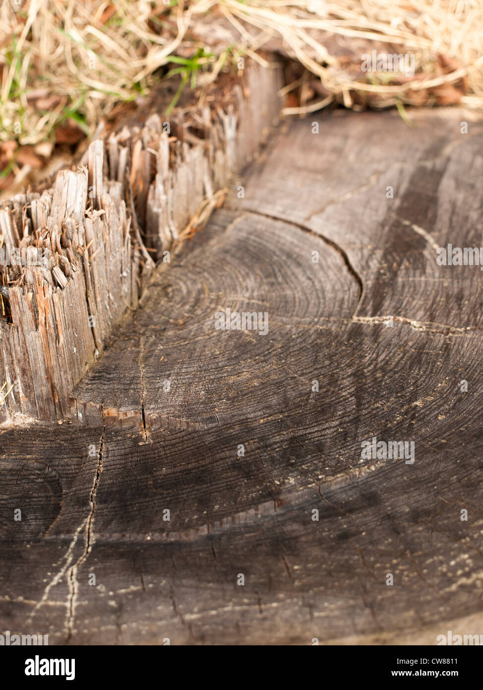 Counting tree rings hi-res stock photography and images - Alamy