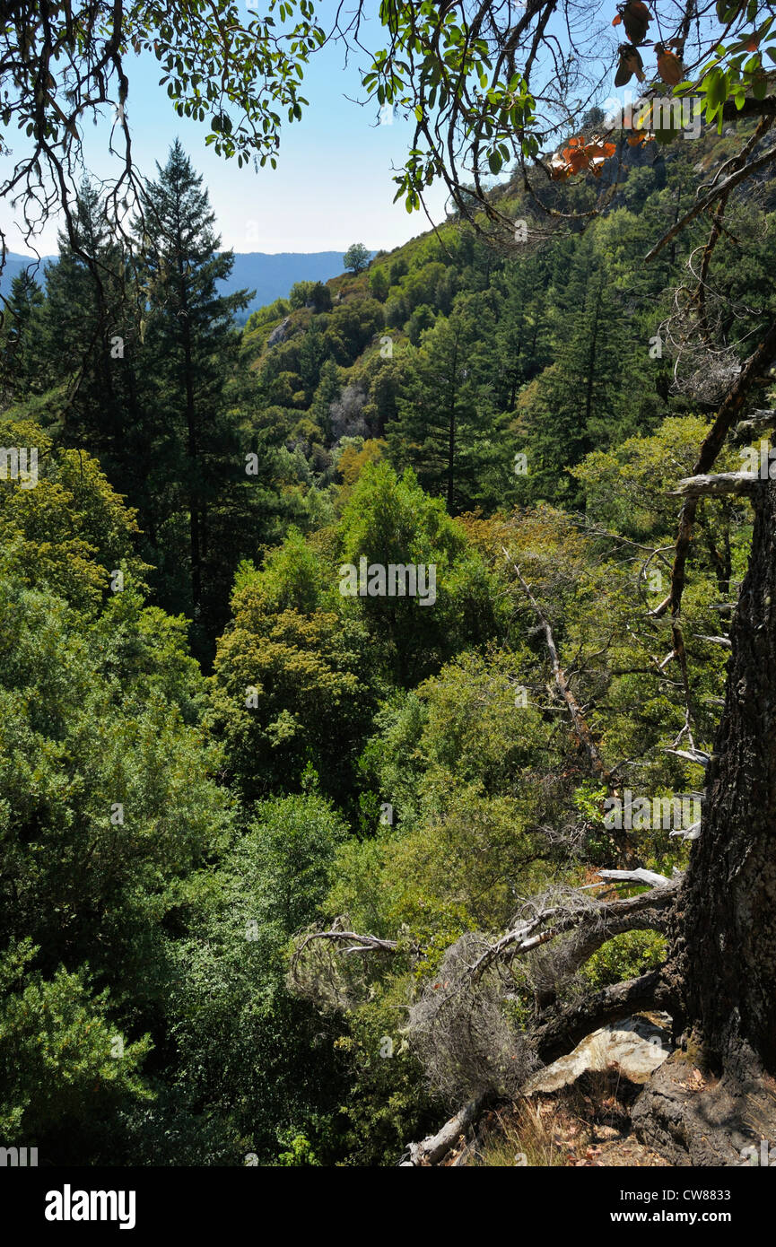 Castle Rock state park, Santa Cruz Mountains CA Stock Photo - Alamy