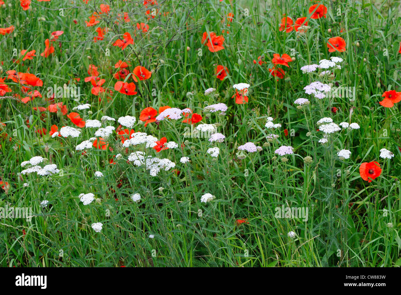 Yarrow, achillea millefolium, growing on arable headland with poppies ...