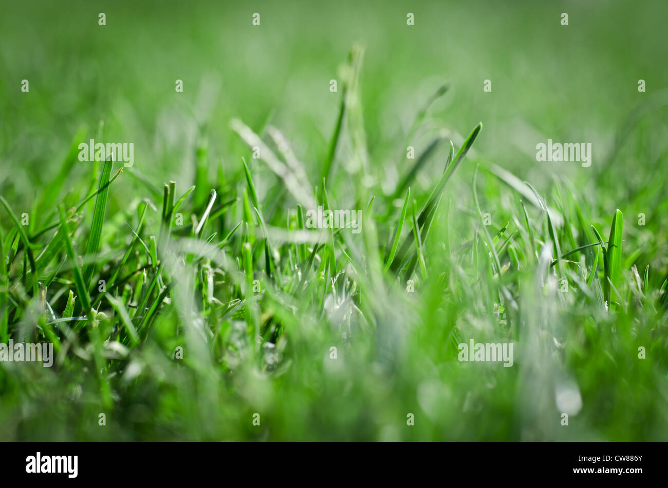 Beautiful green grass close-up - horizontal field shot with vignette ...