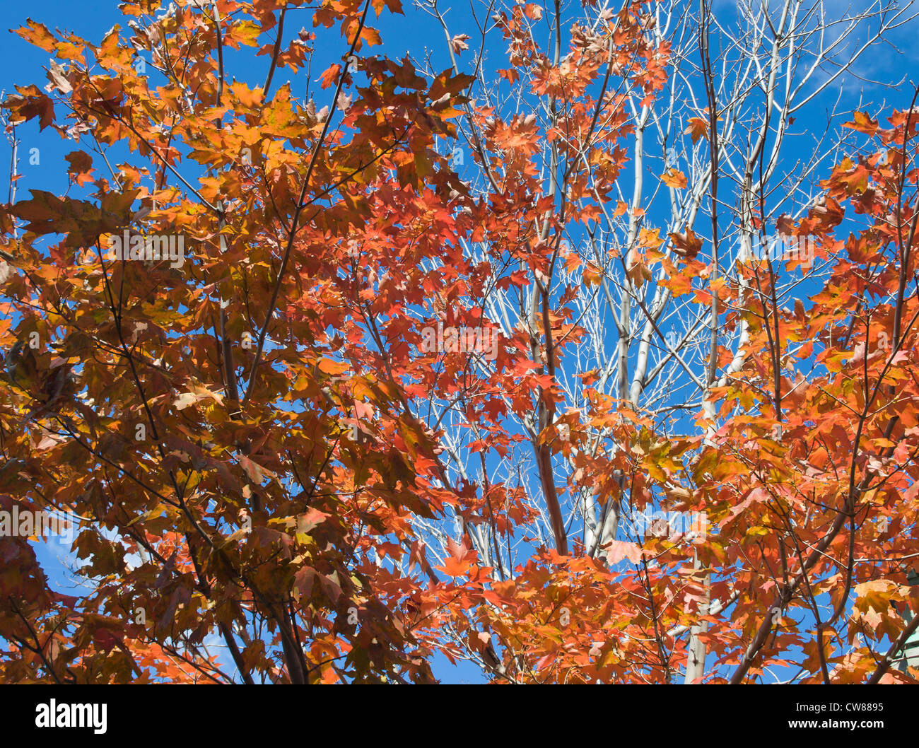 Canadian maple hi-res stock photography and images - Alamy