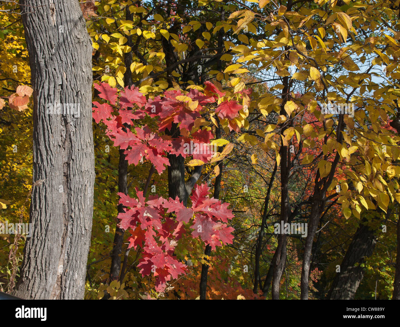 Red oak tree canada hi-res stock photography and images - Alamy